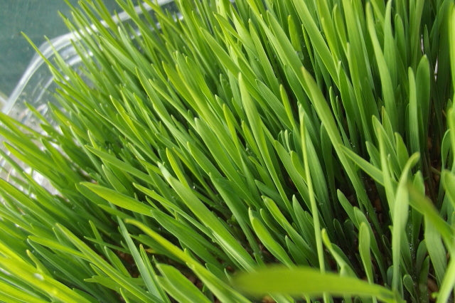 Wheatgrass: Everything You Need to Know About the ‘Liquid Gold’ – Live ...